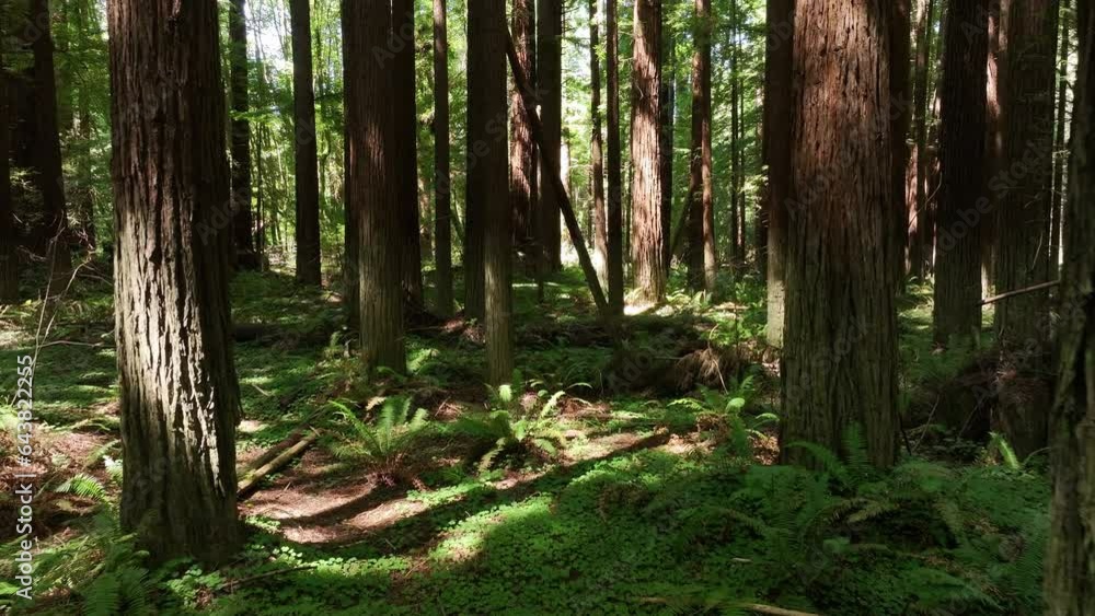 Aerial through ferns redwood forest northern California. National and ...