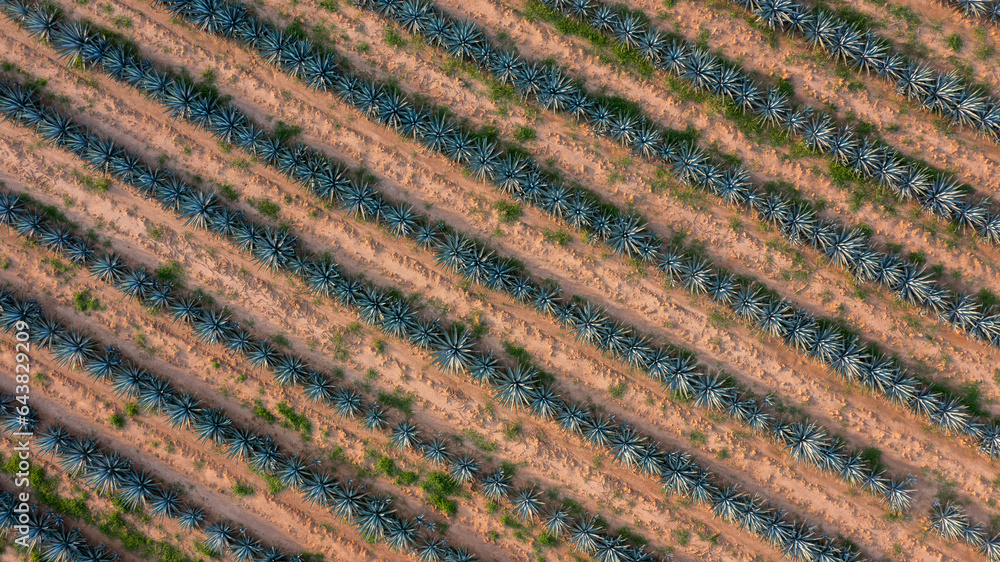 Foto de Sembradíos de agricultura y siembra de agave planta de maguey ...