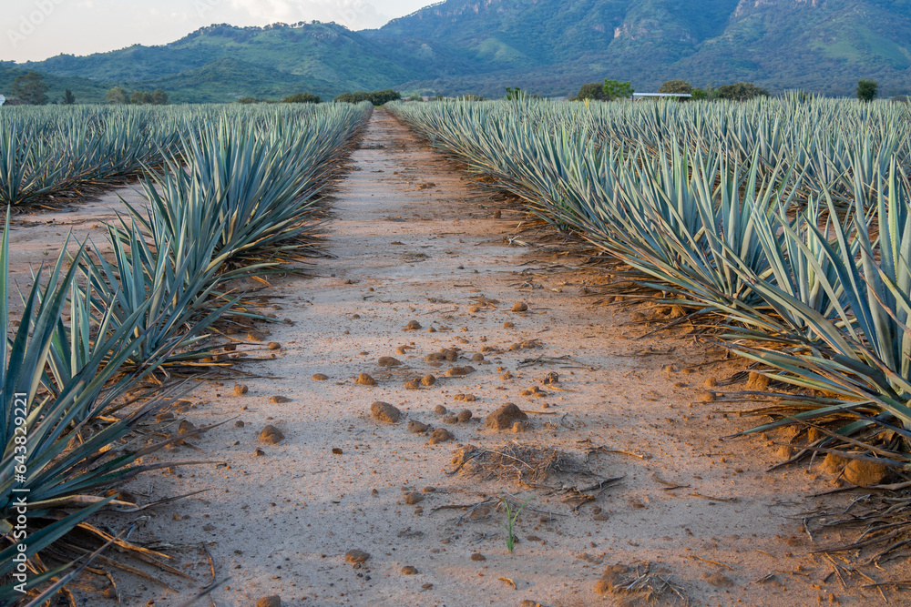 camino de siembra y plantación de agave tequila licor mezcal planta de ...