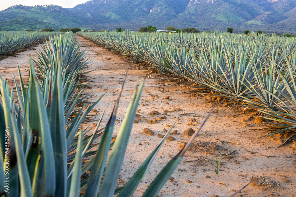 Foto de paisaje de siembra tierra fértil plantación de agave tequila ...