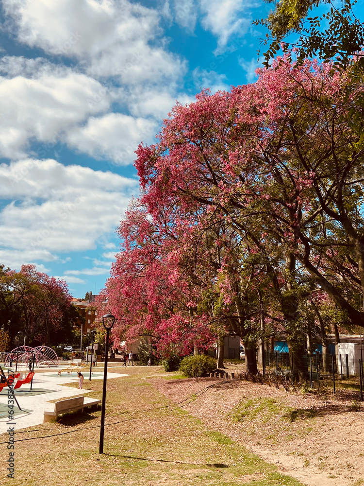Arbol de Jacaranda color rosado en el parque rodo de Montevideo ...