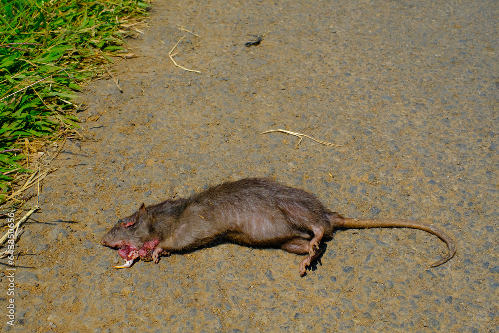 Animal Photography. Animals die. Photo of A dead rat in the middle of ...