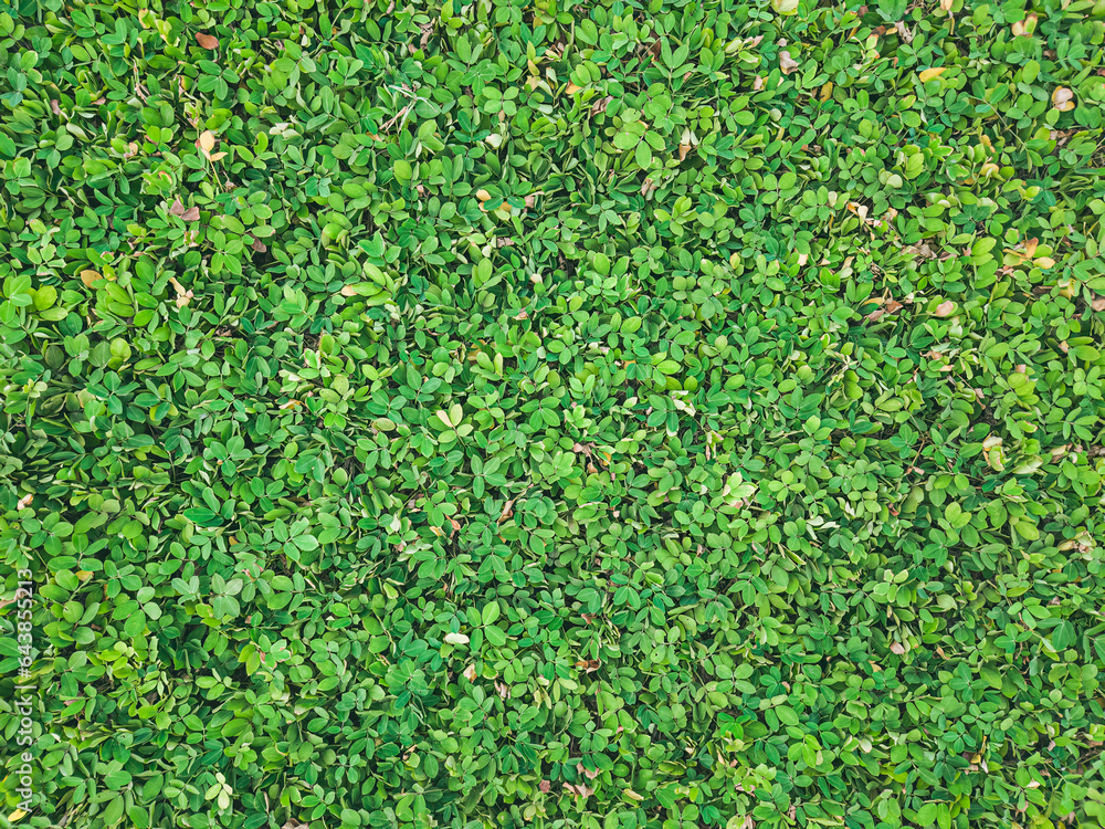 Close up of green three leaf clover covering (ground cover) above ...