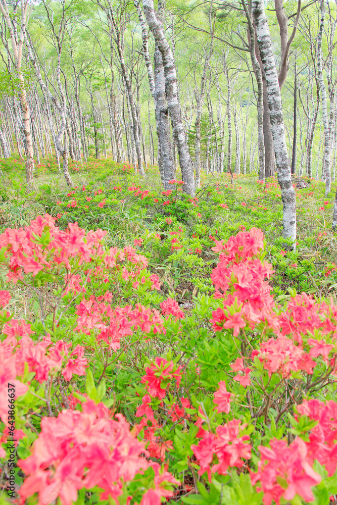 Shirakabadaira's white birch forest and Renge azalea, Nagano Prefecture ...