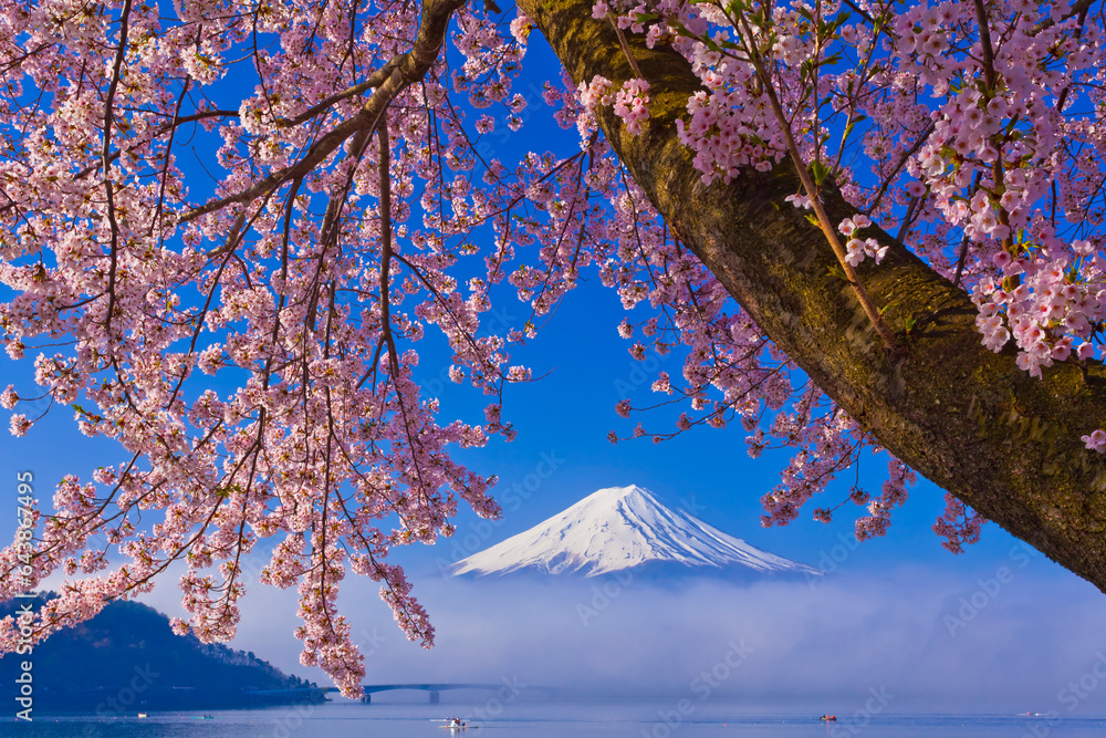 Fuji and cherry blossom from kawaguchi lake, Japan,Yamanashi Prefecture ...