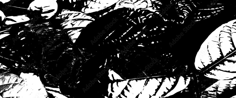 Black and gray transparent skeletonized tree leaves on a white ...