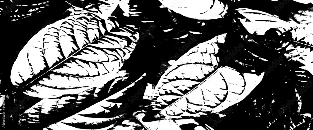 Black and gray transparent skeletonized tree leaves on a white ...