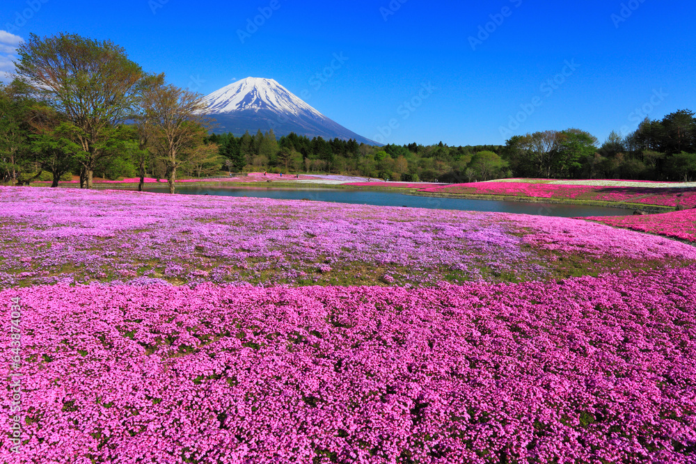 Shiba-zakura at Mt. Fuji Motosuko Resort and Mt.Fuji, Japan,Yamanashi ...