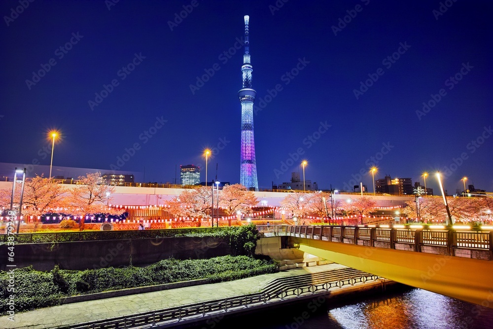 Cherry blossoms at night in Sumida Park and the Tokyo Sky Tree, Japan ...