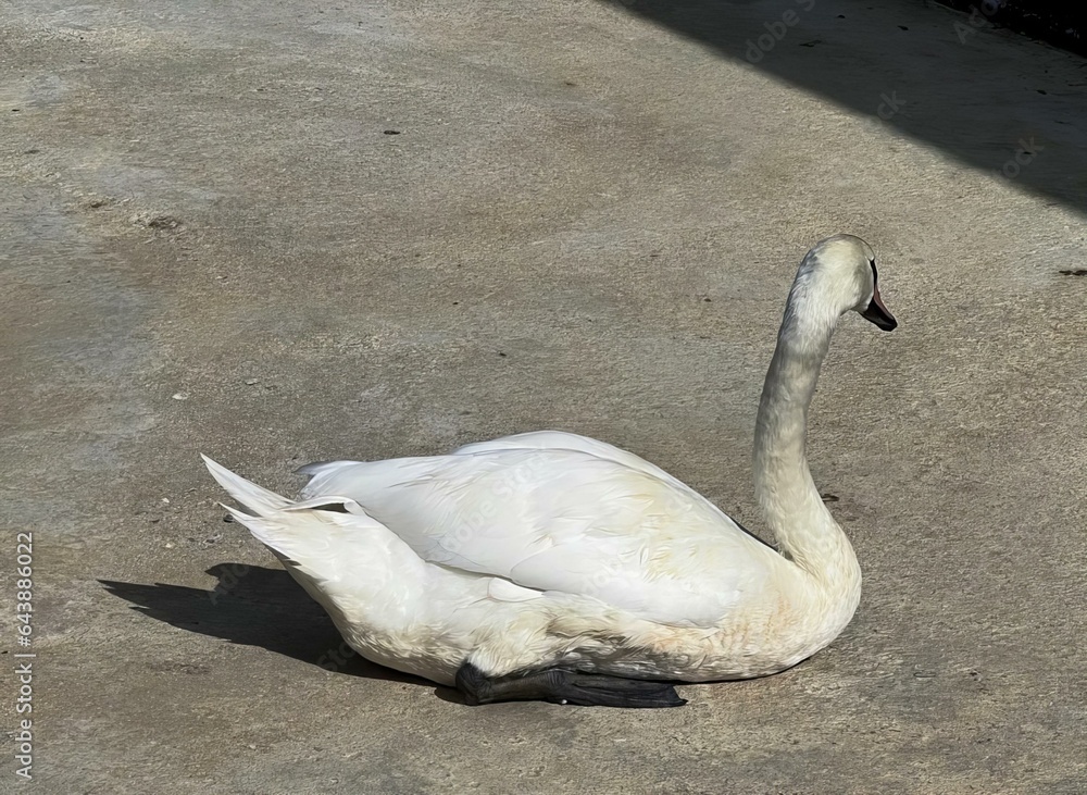 a photography of a white swan sitting on a concrete surface, goose ...