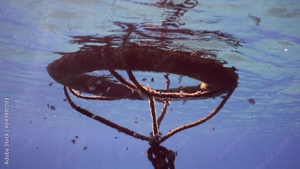 Manger of baby Sergeant fish swim under life buoy tied with rope to ...