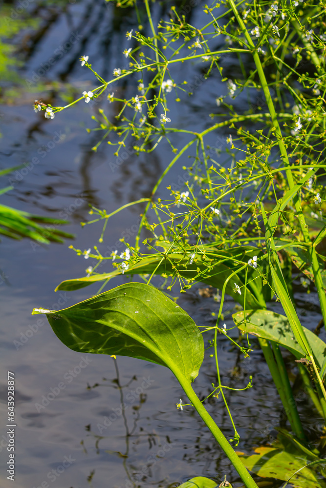 Phreatophyte. American water plantain Alisma plantago-aquatica in ...