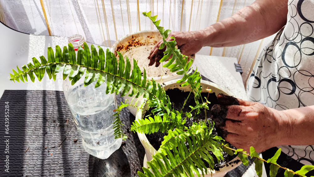 Transplanting a houseplant fern and female hands. A housewife gardener ...