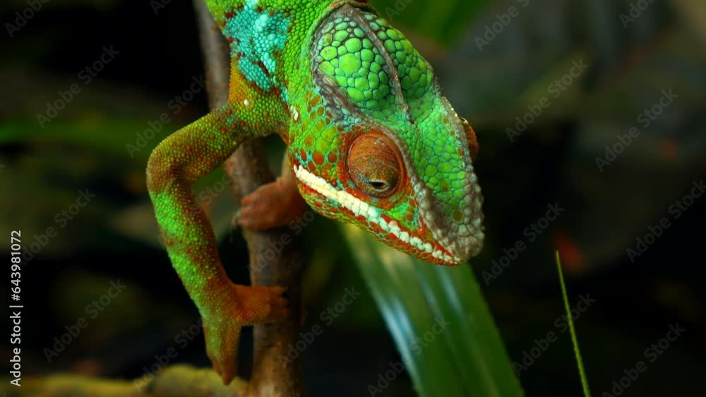 Beautiful green colorful chameleon looks on stick 4K. Animal, reptile ...