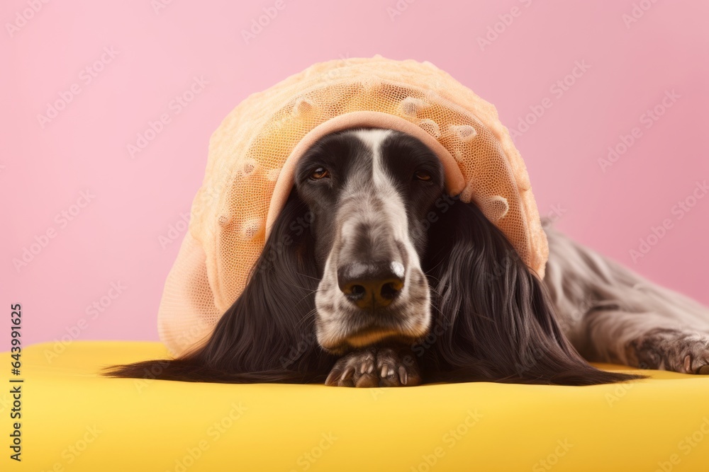 Studio portrait photography of a funny afghan hound dog napping wearing ...