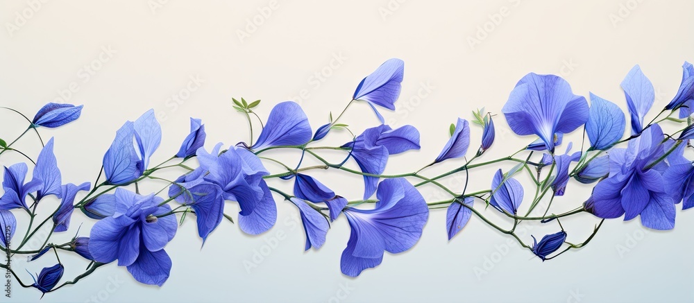 Blue Pea flower a blue variant of Butterfly Pea known as bunga telang ...