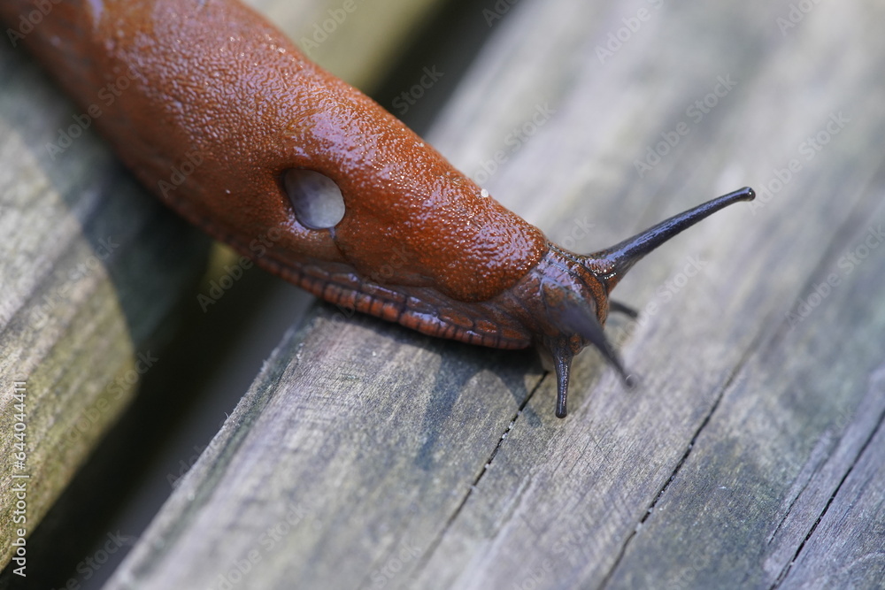 The red slug (Arion rufus), also known as the large red slug, chocolate ...