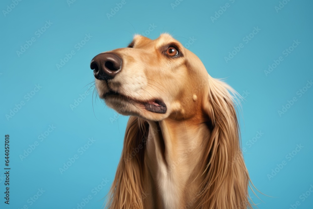Close-up portrait photography of a funny afghan hound dog wearing a ...