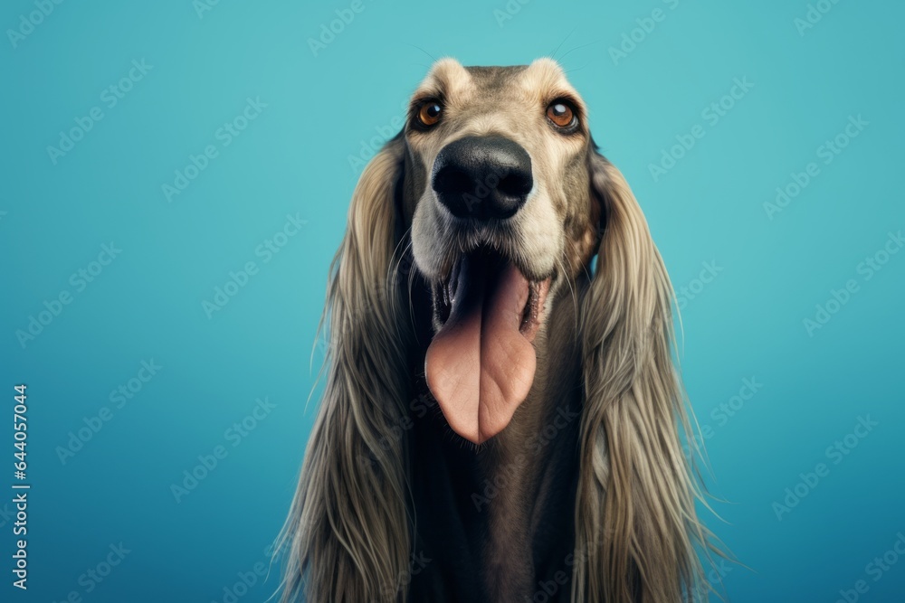 Close-up portrait photography of a funny afghan hound dog wearing a ...