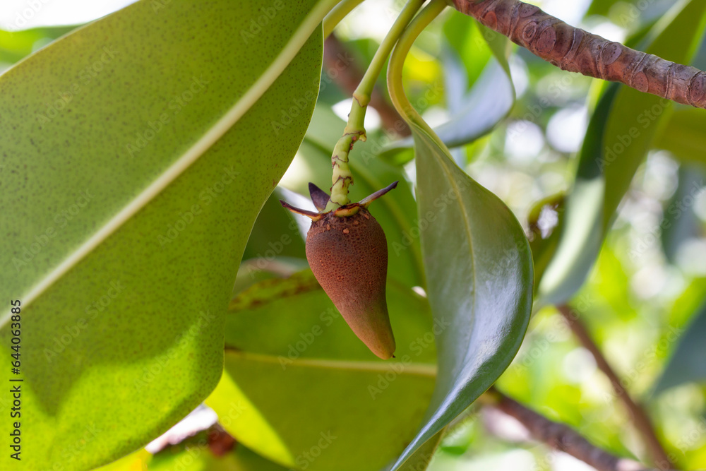 Fruit of Bruguiera gymnorrhiza, Black mangrove, Swart-wortelboom ...