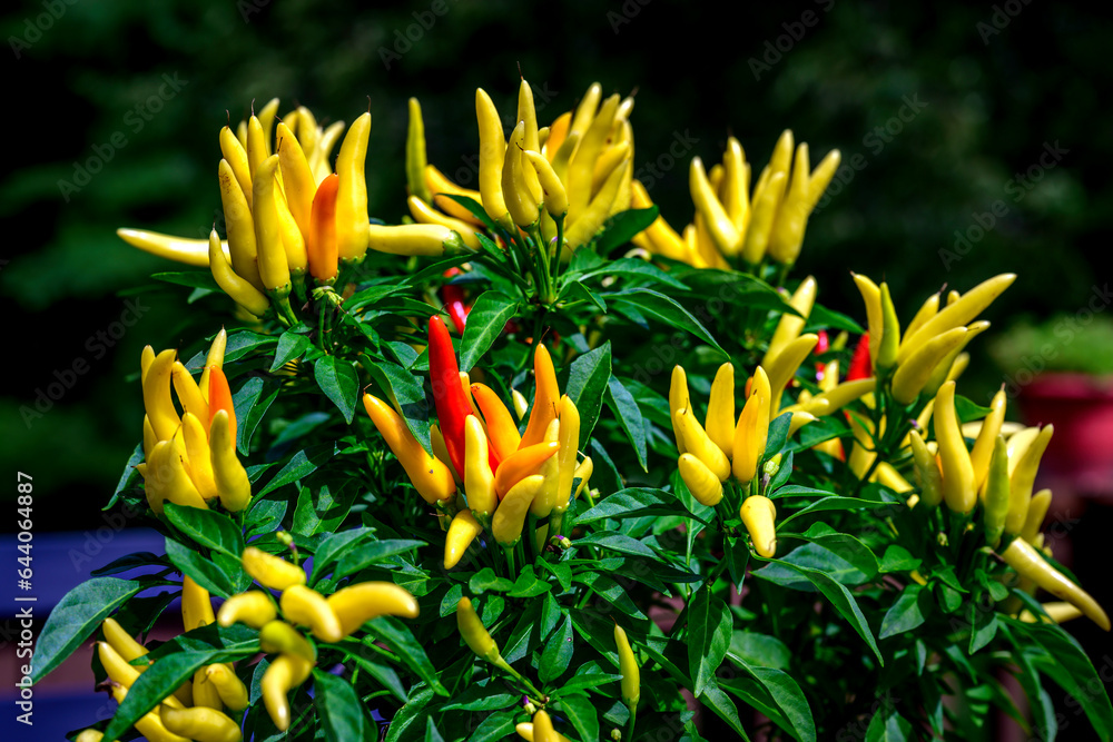 Tabasco pepper plant with yellow and red chili peppers, Capsicum ...