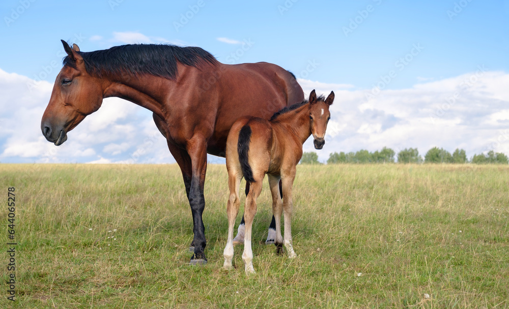 Horse and her beautiful foal on a field. Horses grazing in pasture ...