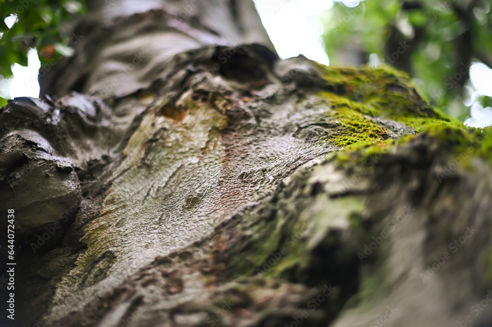 Beech tree close up in a dark fairy forest Stock-Foto | Adobe Stock
