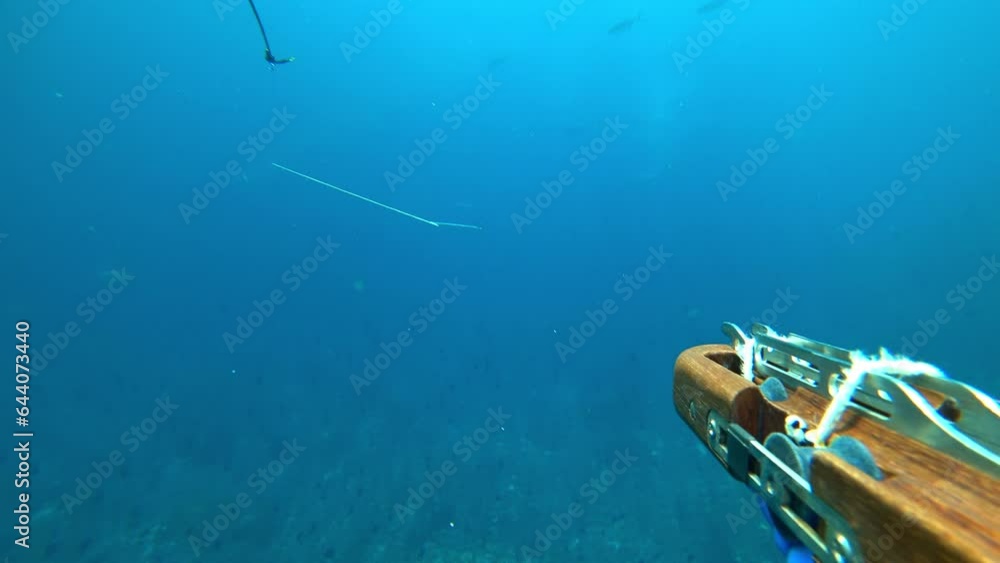 Pov of underwater hunter shooting lady fish with underwater gun ...