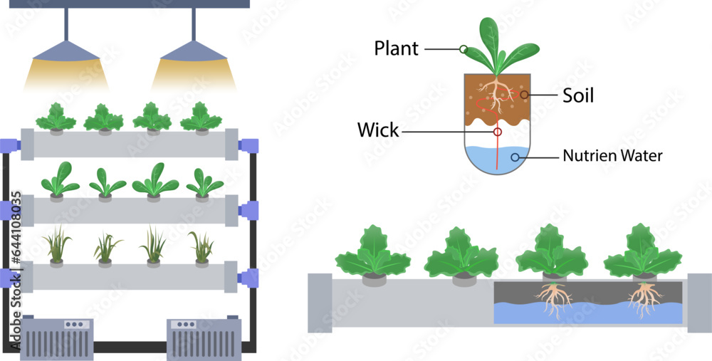 vegetable farming hydroponic system vector illustration, grow plant ...