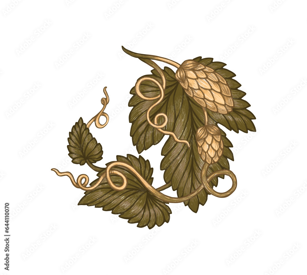 Decorative hop plants elements of flowering dry hops Hand drawn ...