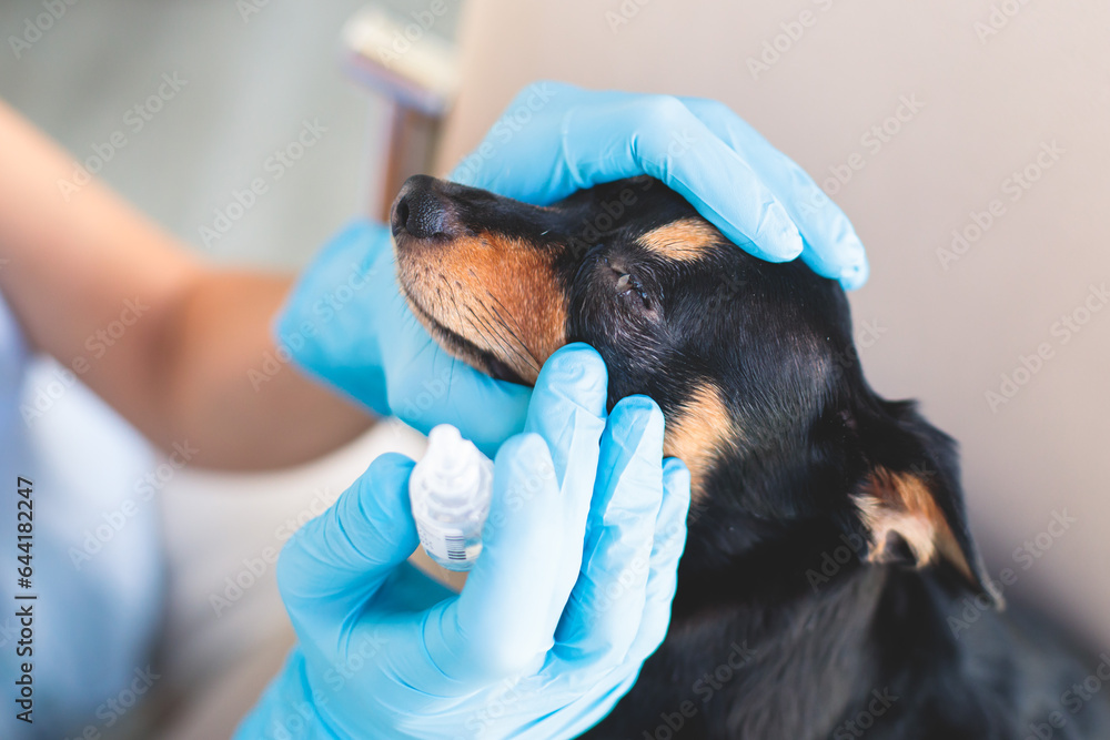 Veterinarian specialist holding small black dog and applying eye drops ...