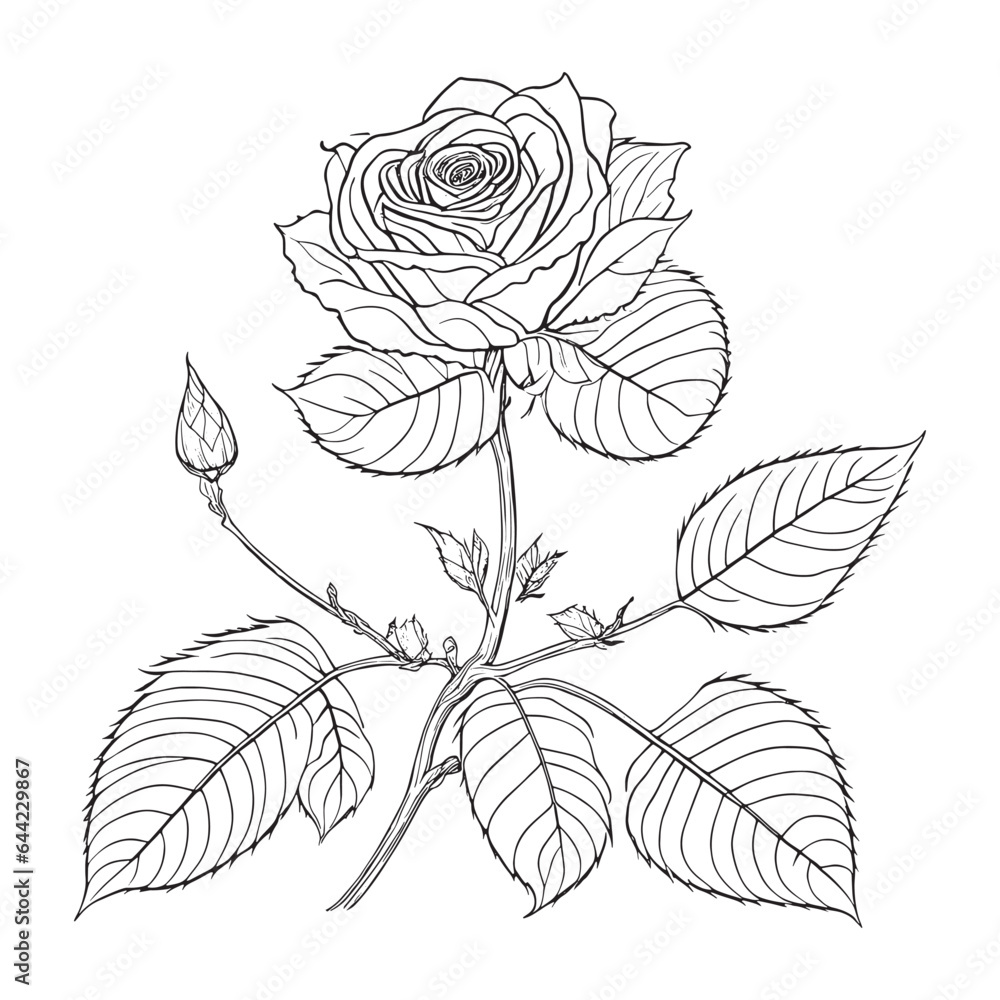 Black and White Line Art of a Blooming Rose and Sketch of a Rose with ...
