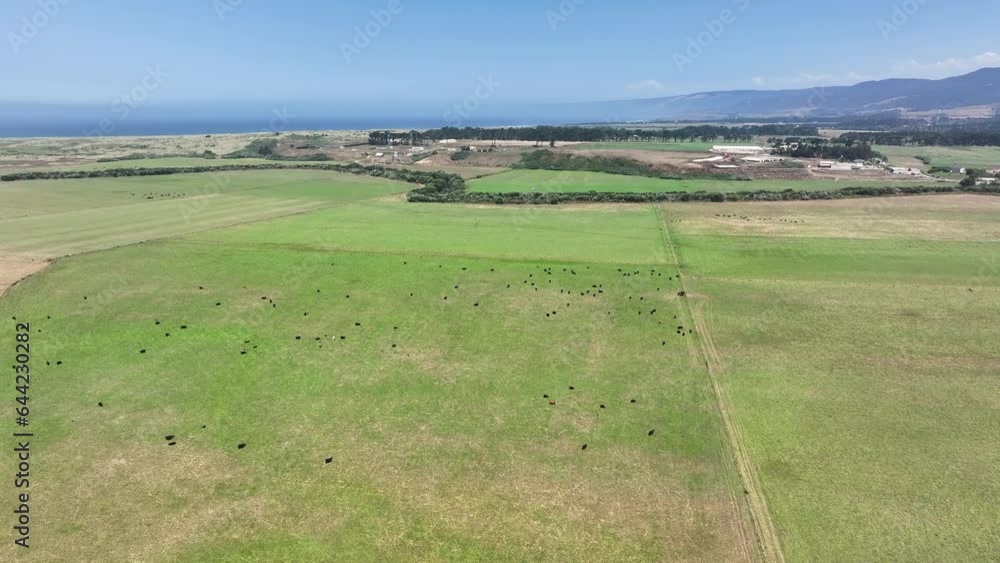 Aerial northern California ranch farm cattle herd. Pacific Ocean ...