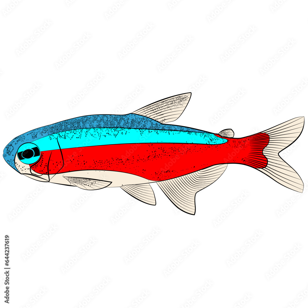 red blue neon cardinal tetra, paracheirodon axelrodi freshwater fish ...