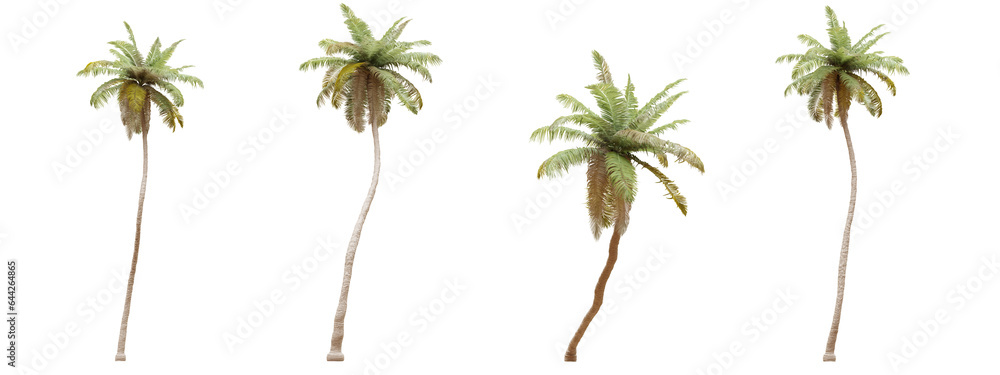 Coconut tree isolated on transparent background 3d rendering png Stock ...