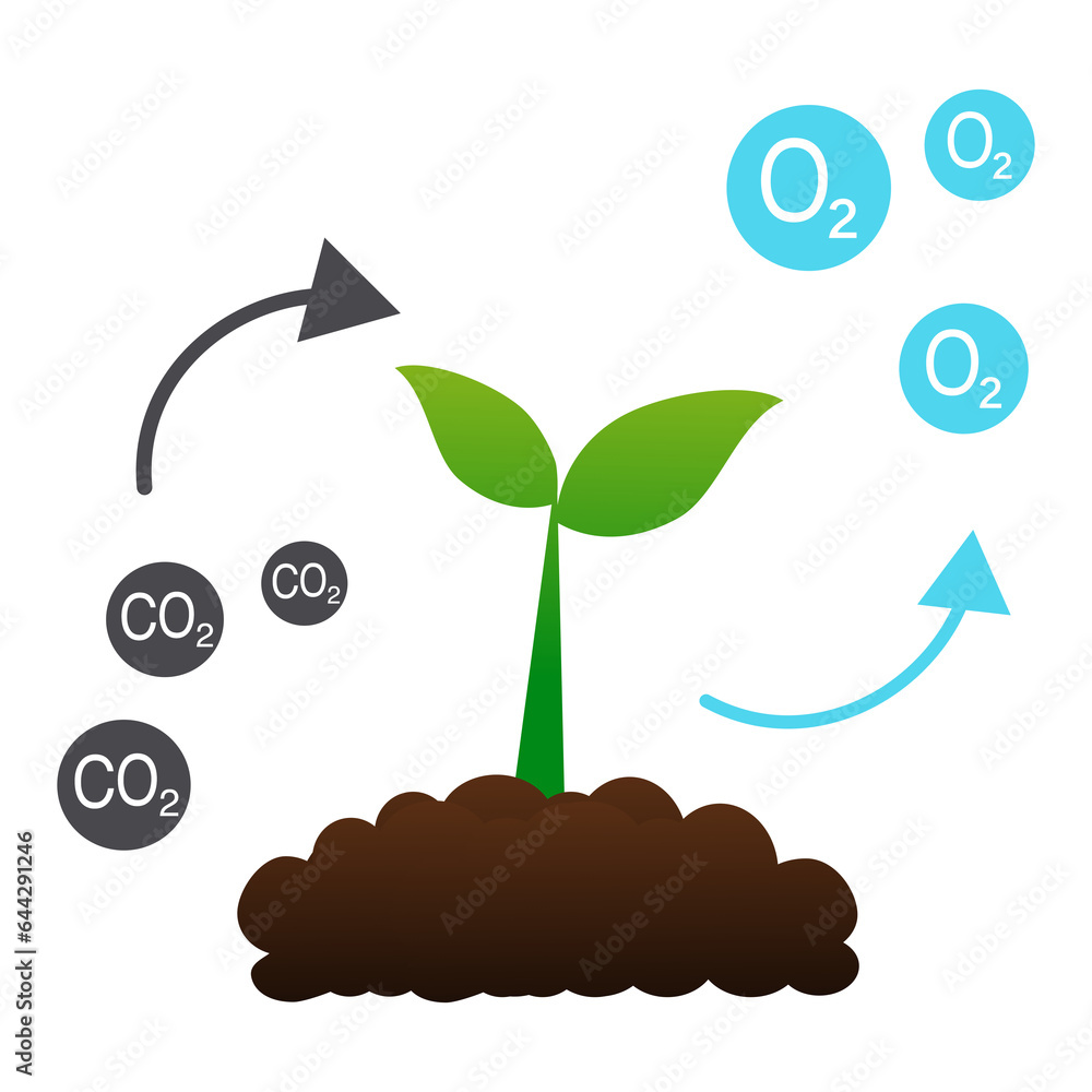 Seedling with leaf green grows from seed in soil. Tree photosynthesis ...