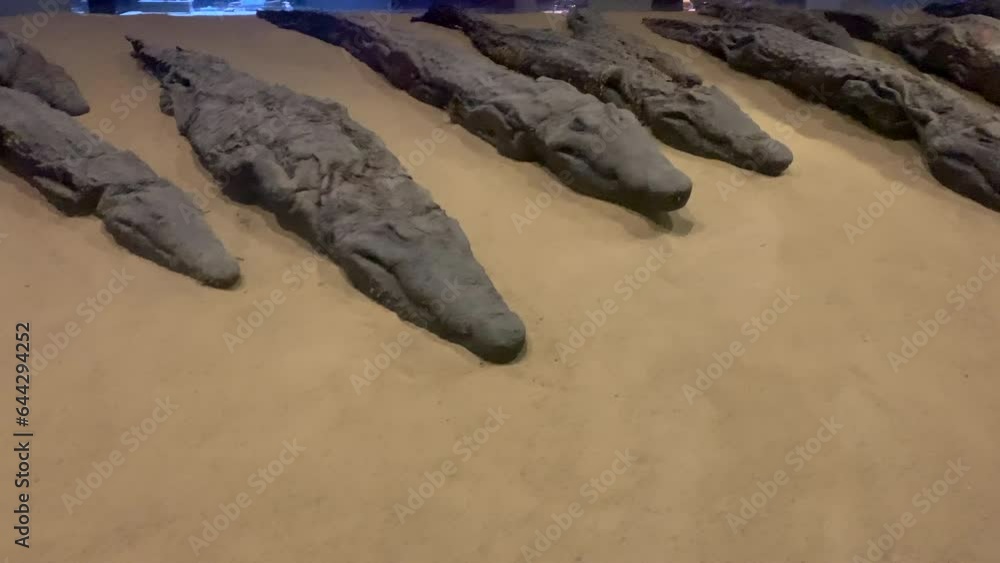 Mummified crocodiles at a museum in Kom Ombo in Egypt. The crocodiles ...