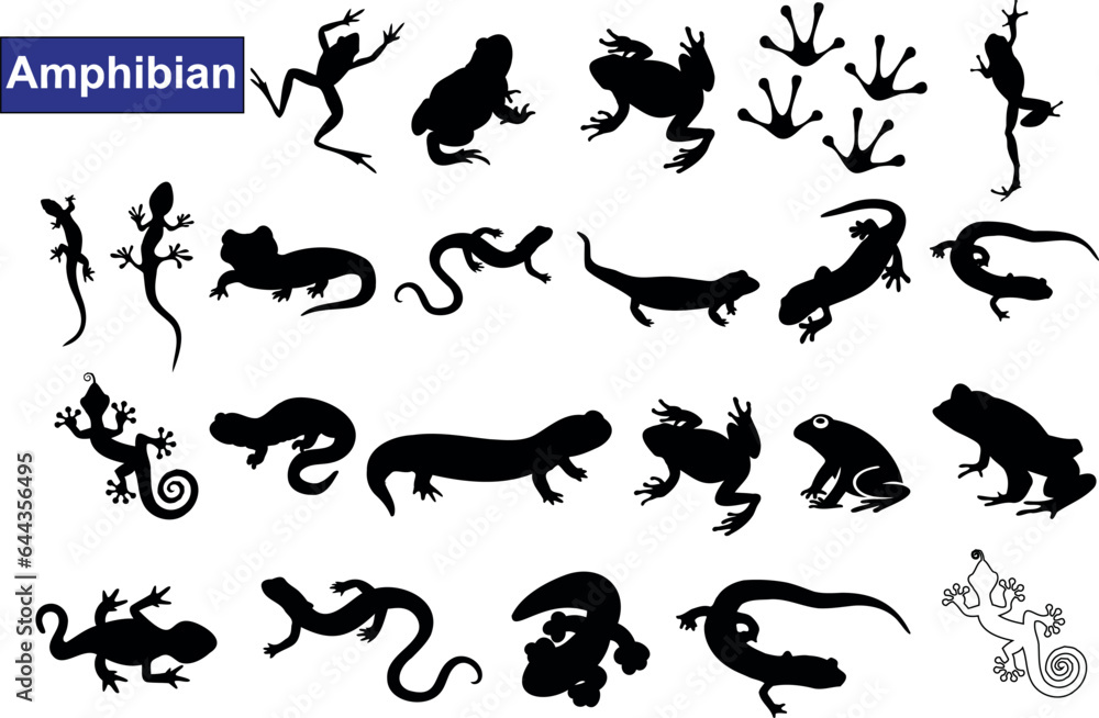 Vetor de Amphibian vector illustration, black silhouettes on white ...