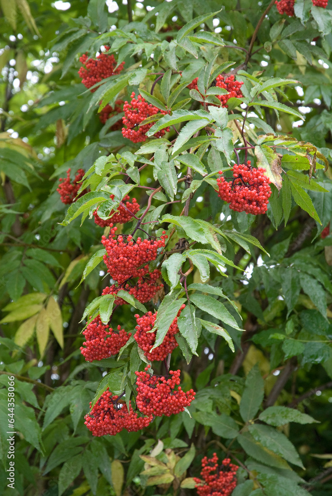 Sureau rouge, Sureau à grappes, Sambucus racemosa Stock Photo | Adobe Stock