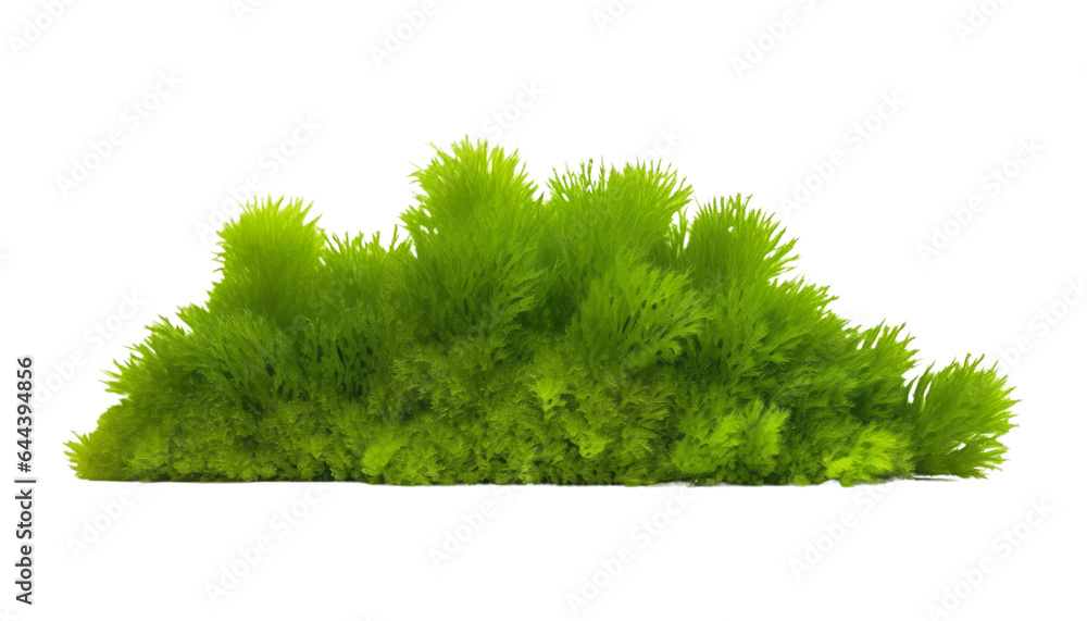 green moss isolated on transparent background cutout Stock Illustration ...