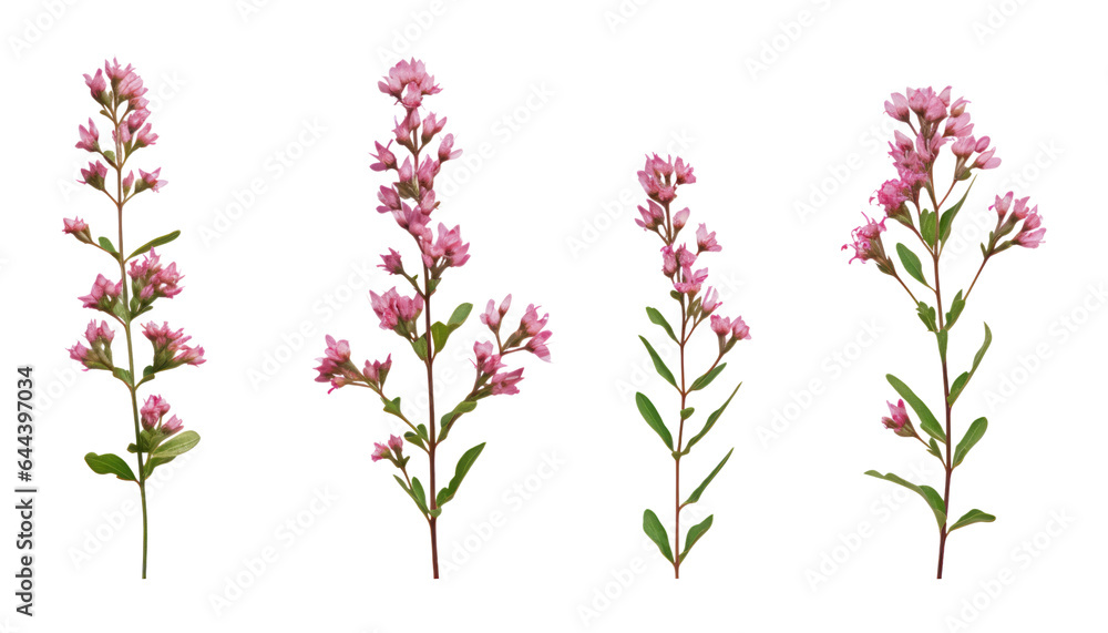 pink flowers stem isolated on transparent background cutout Stock Photo ...