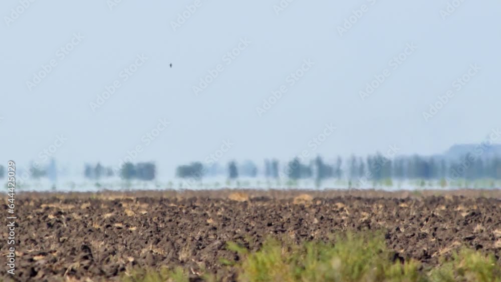 Mirage above farmland in scorching heat. Abnormal heat creates amazing ...