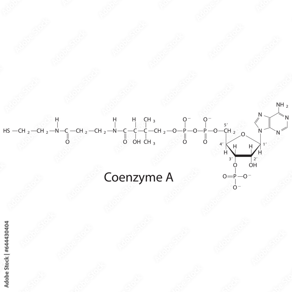 Structure of Coenzyme A showing β-Mercaptoethylamine, Pantothenic acid and 3P-ADP - biomolecule ...