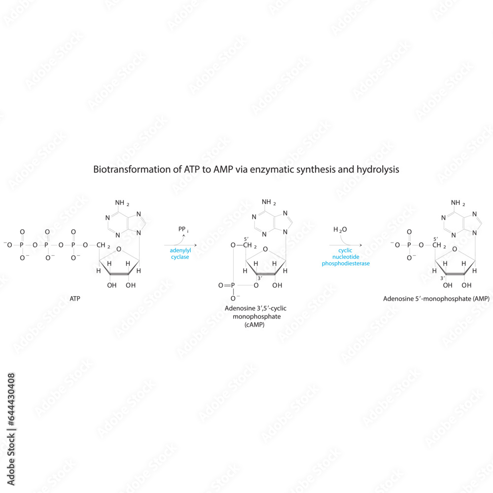 Biotransformation of ATP to AMP via enzymatic synthesis and hydrolysis ...