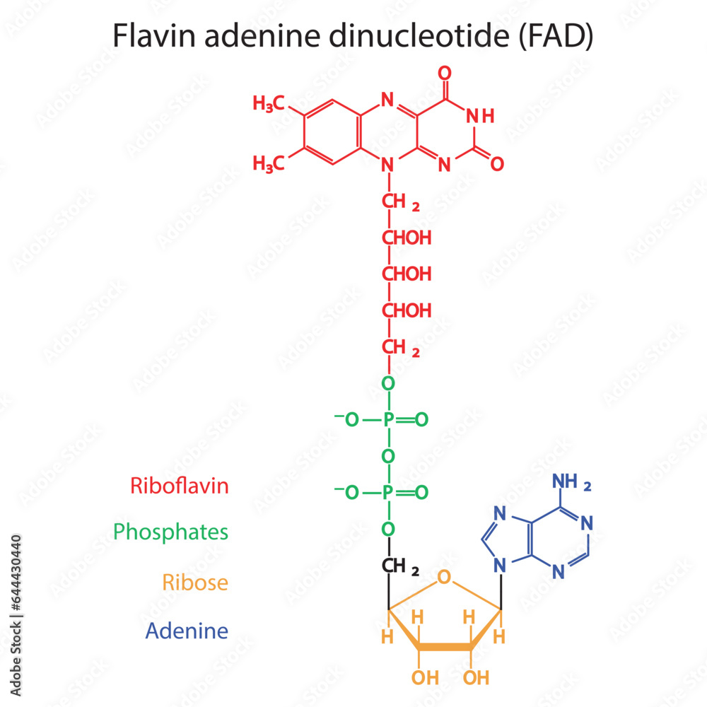 Structure of FAD (Flavin Adenine Dinucleotide) showing nicotinamide, riboflavin and phosphate ...