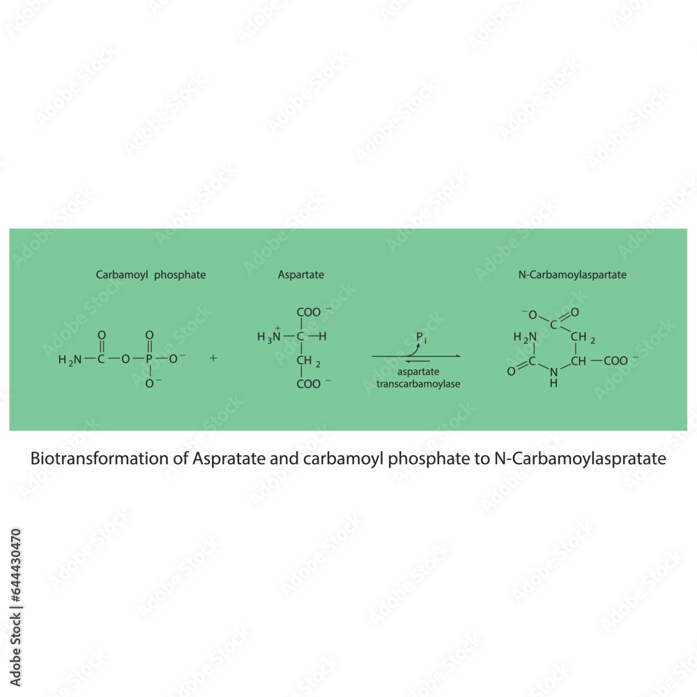 Biotransformation of Aspratate and carbamoyl phosphate to N ...