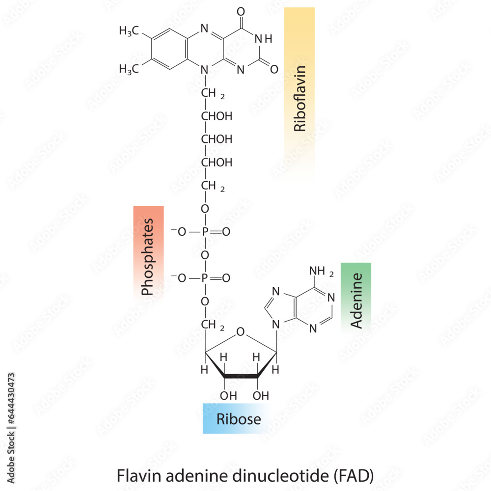 Structure of FAD (Flavin Adenine Dinucleotide) showing nicotinamide ...