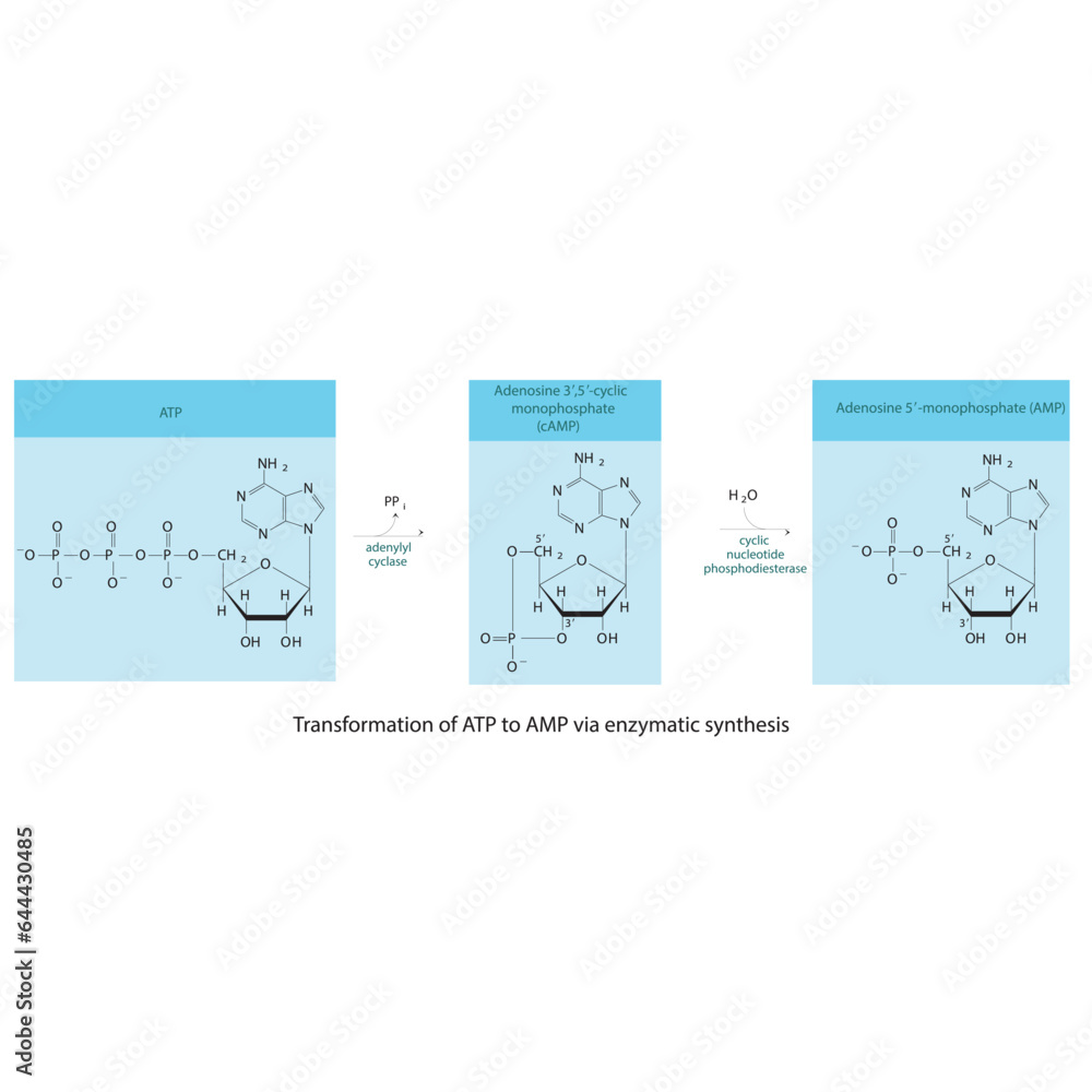 Biotransformation of ATP to AMP via enzymatic synthesis and hydrolysis ...