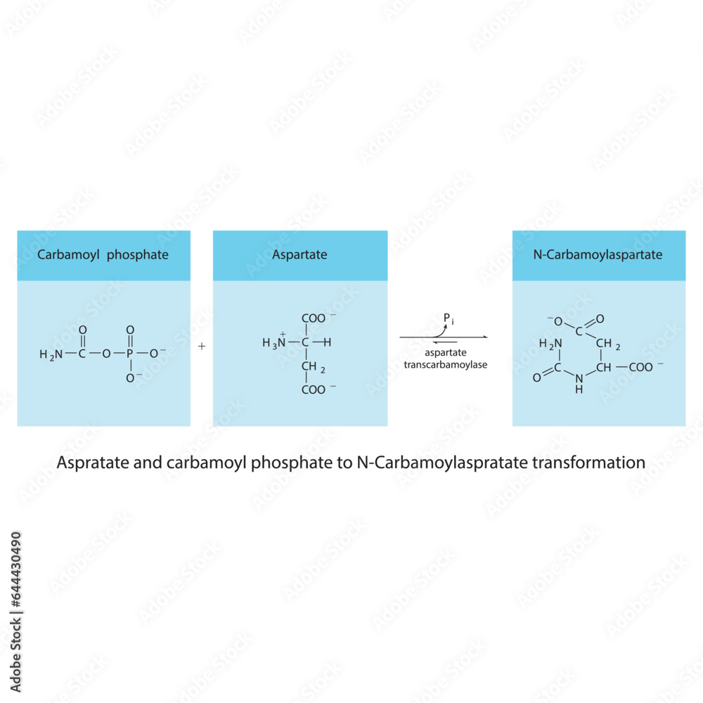 Biotransformation of Aspratate and carbamoyl phosphate to N ...