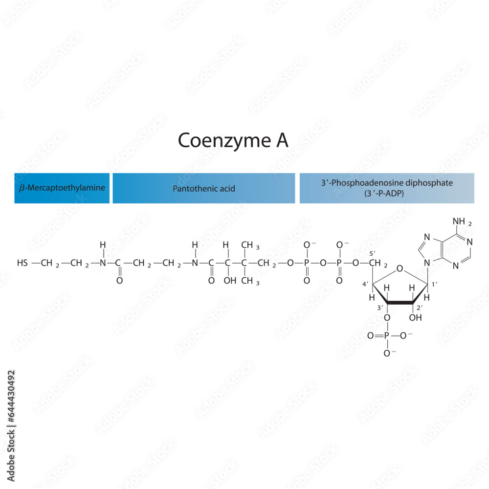 Vettoriale Stock Structure of Coenzyme A showing β-Mercaptoethylamine, Pantothenic acid and 3P ...